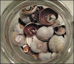 Tangled Web: Moon Snails All Over